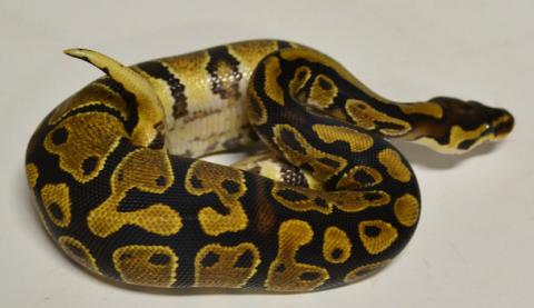 Baby Orange Belly Ball Pythons for sale